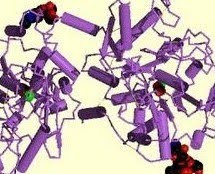 albuminas y globulinas